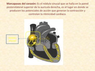 GLOSARIO DEL SISTEMA CARDIOVASCULAR. | PPTX