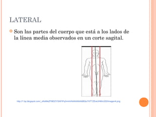 Glosario morfofisiologia | PPT