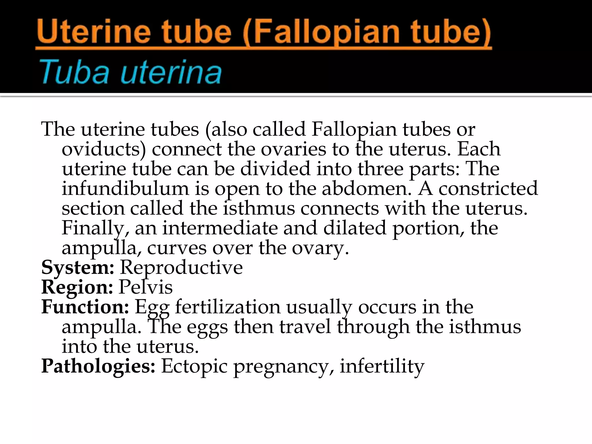 Glossary in Reproductive system | PPT