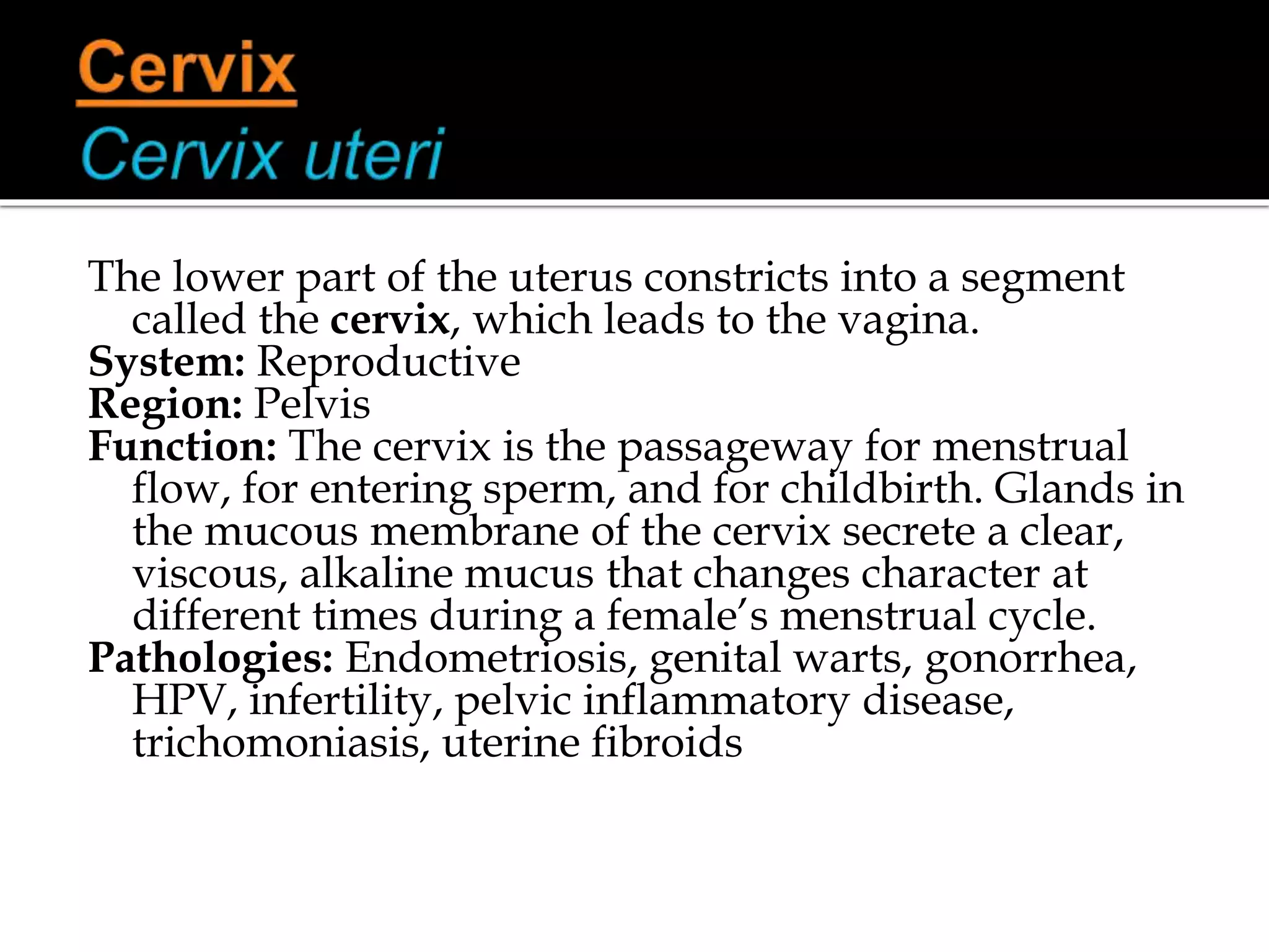 Glossary in Reproductive system | PPT