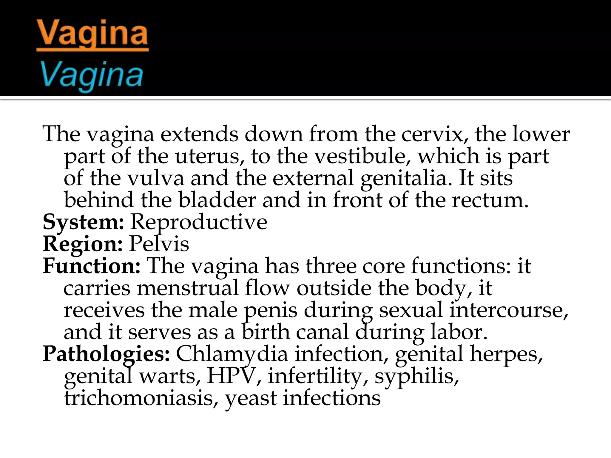 Glossary in Reproductive system | PPT