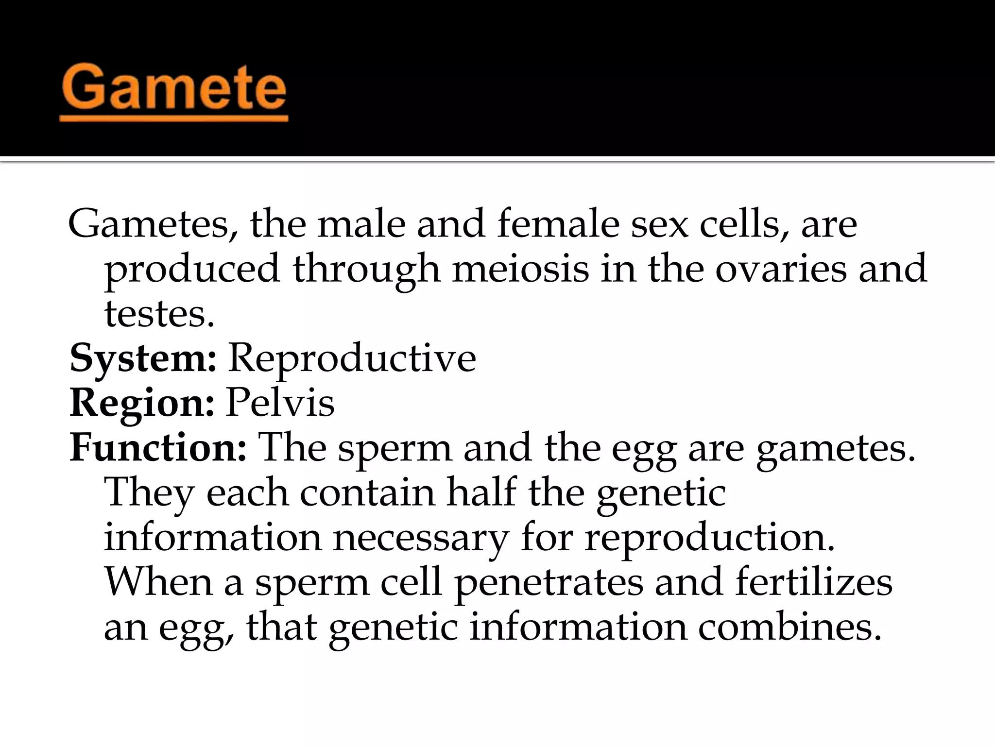 Glossary in Reproductive system | PPT
