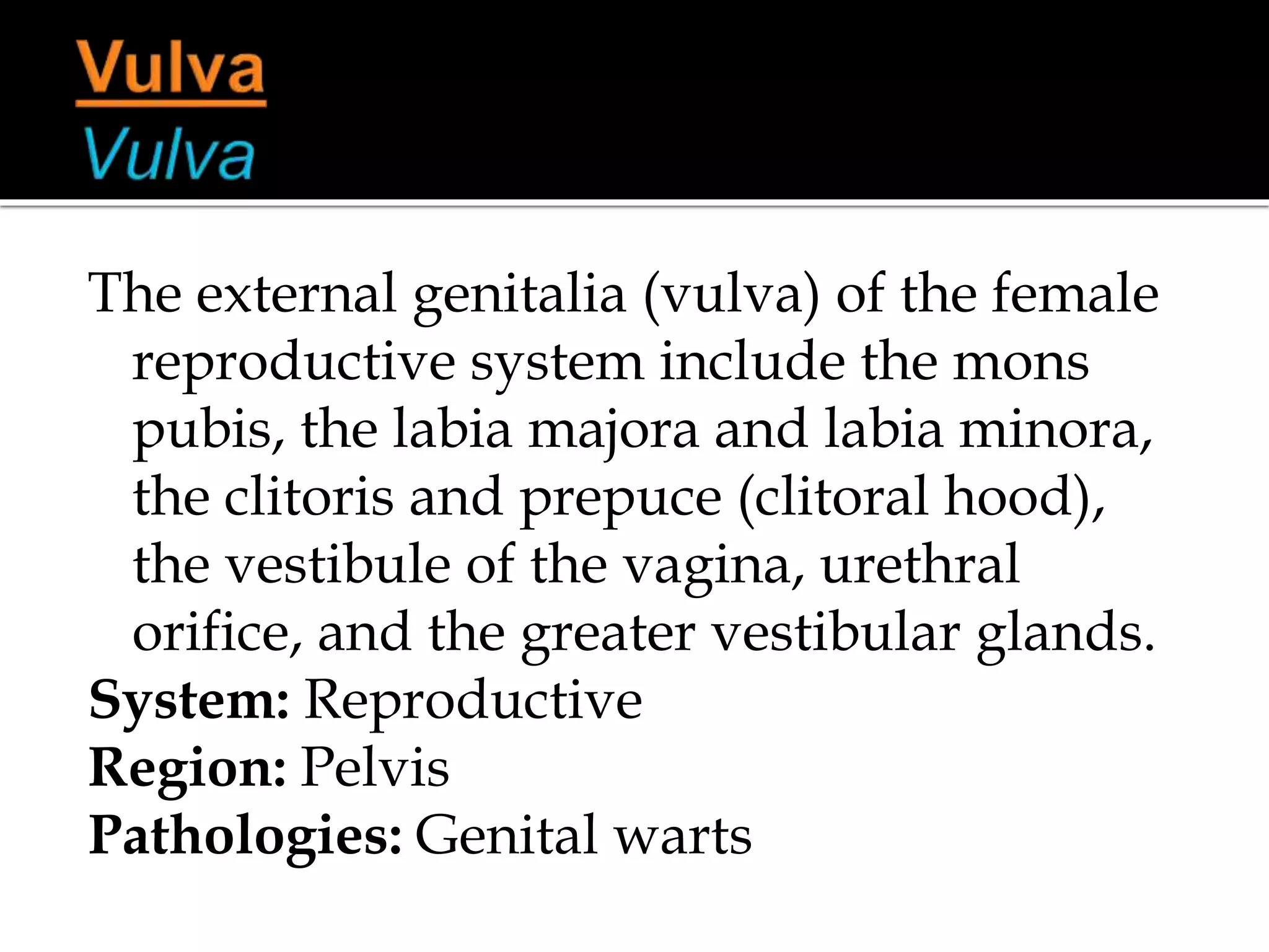 Glossary in Reproductive system | PPT