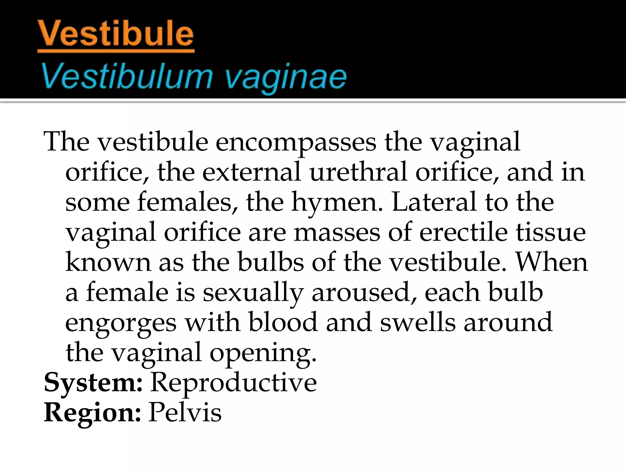 Glossary in Reproductive system | PPT
