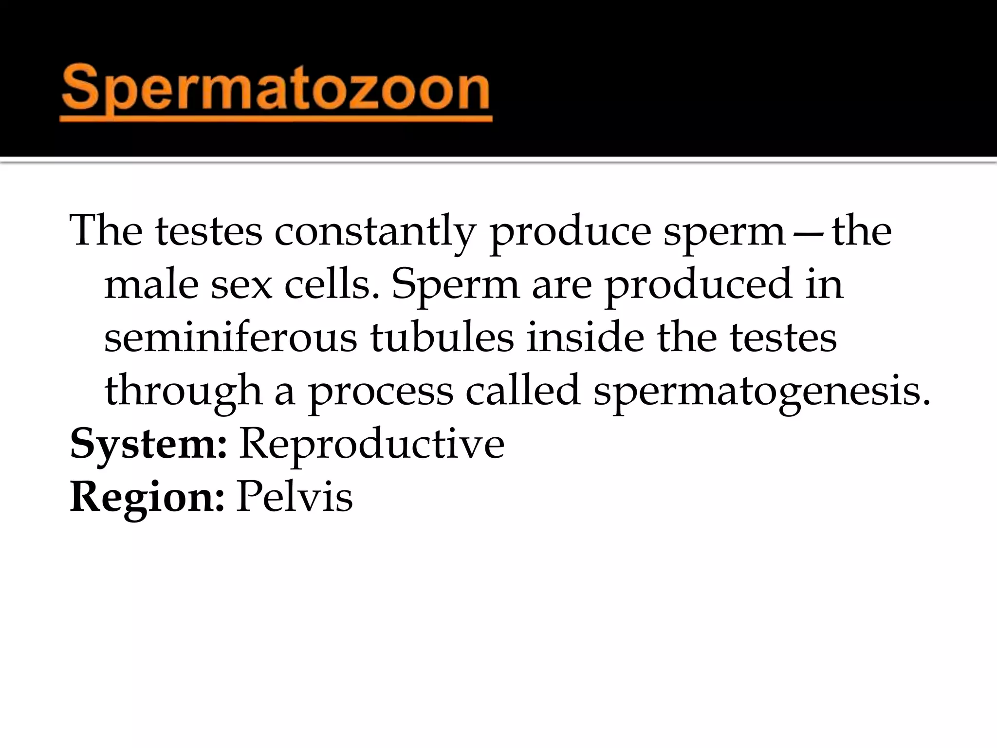 Glossary in Reproductive system | PPT