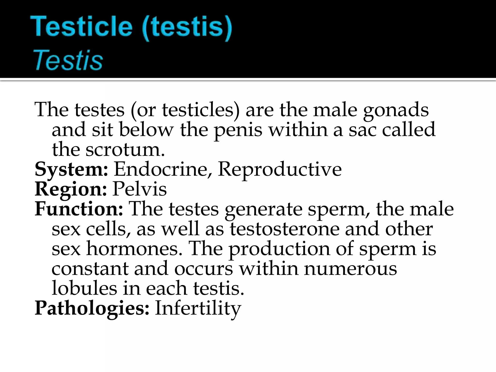 Glossary in Reproductive system | PPT