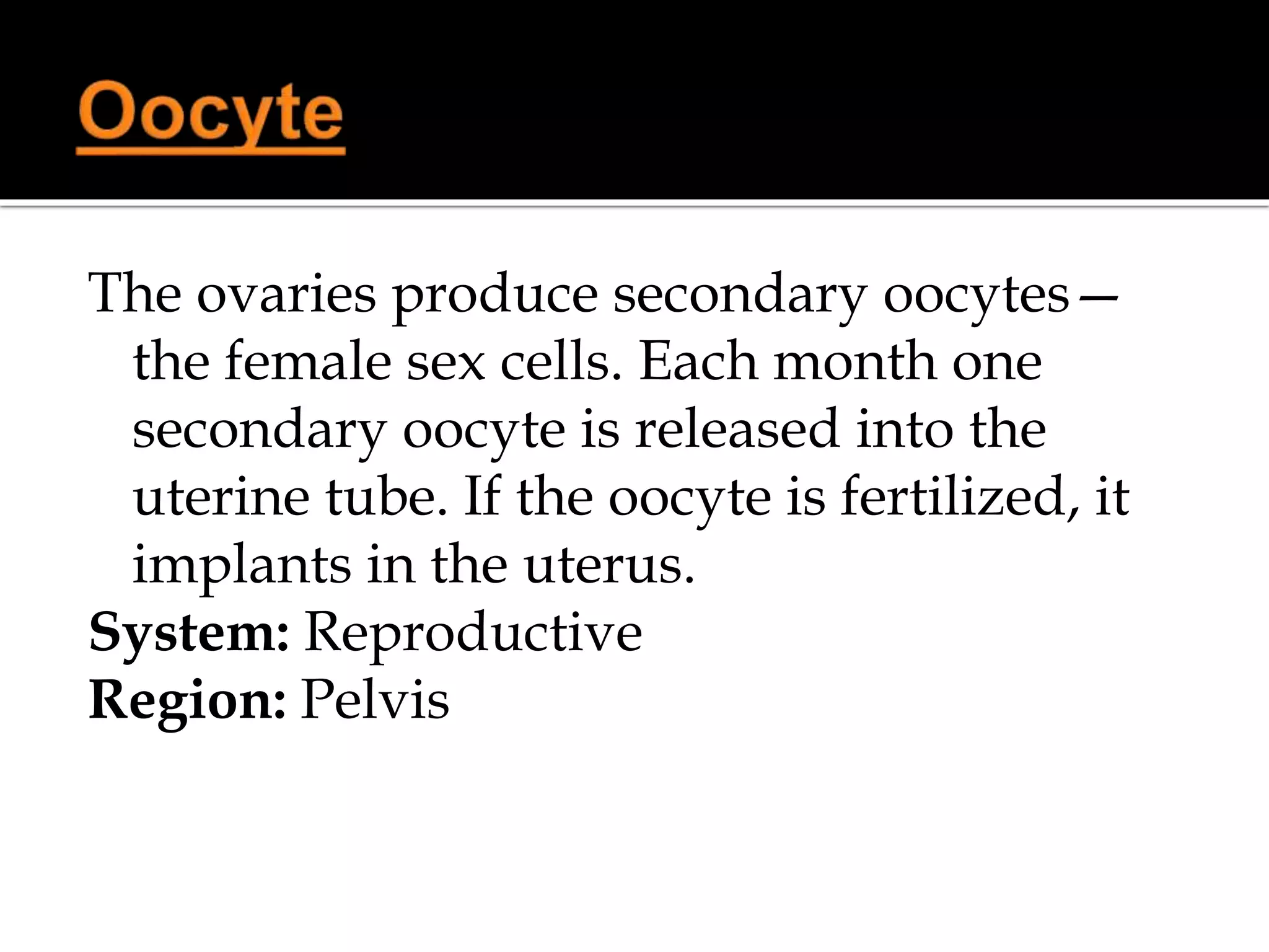 Glossary in Reproductive system | PPT