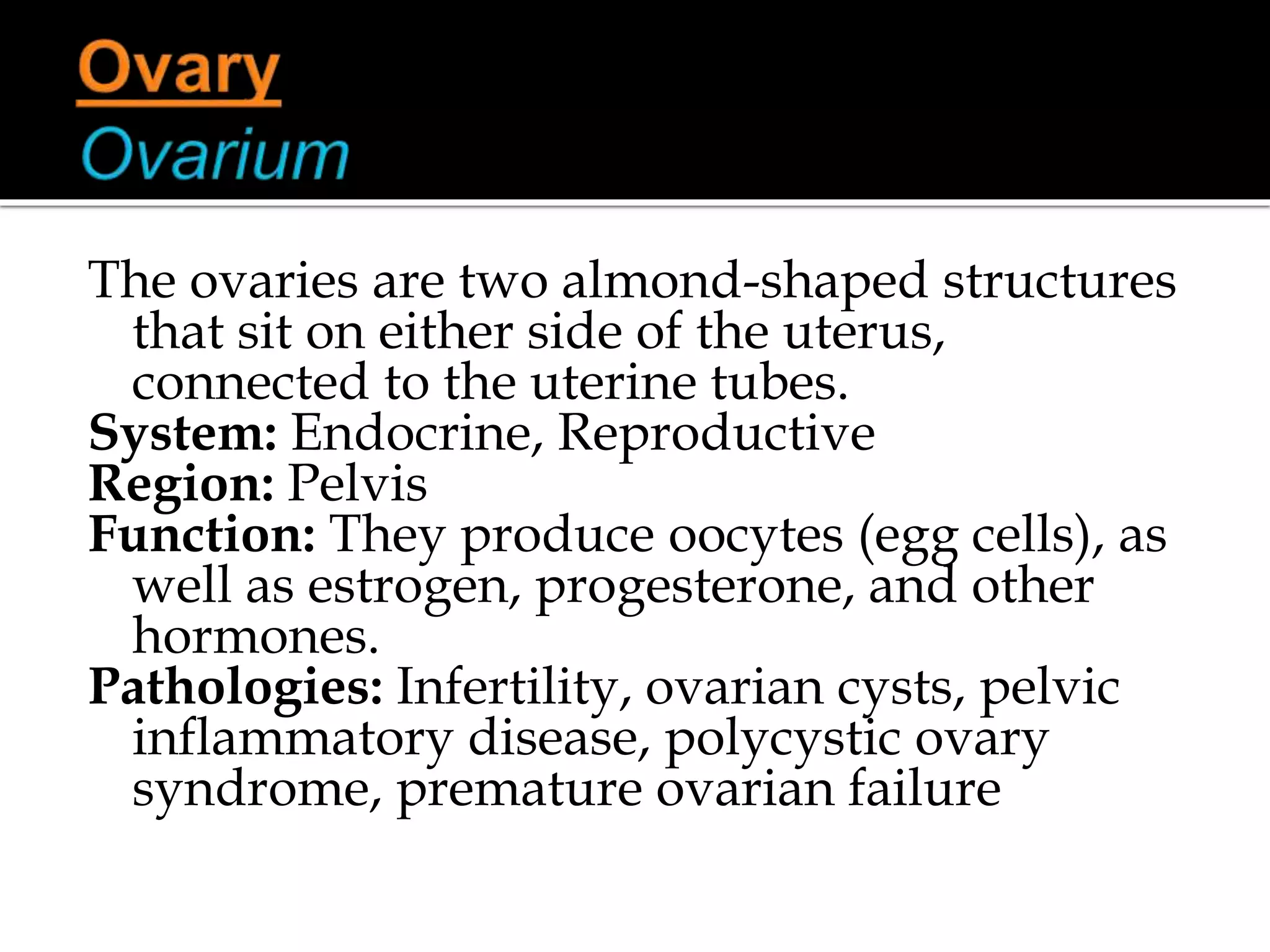 Glossary in Reproductive system | PPT