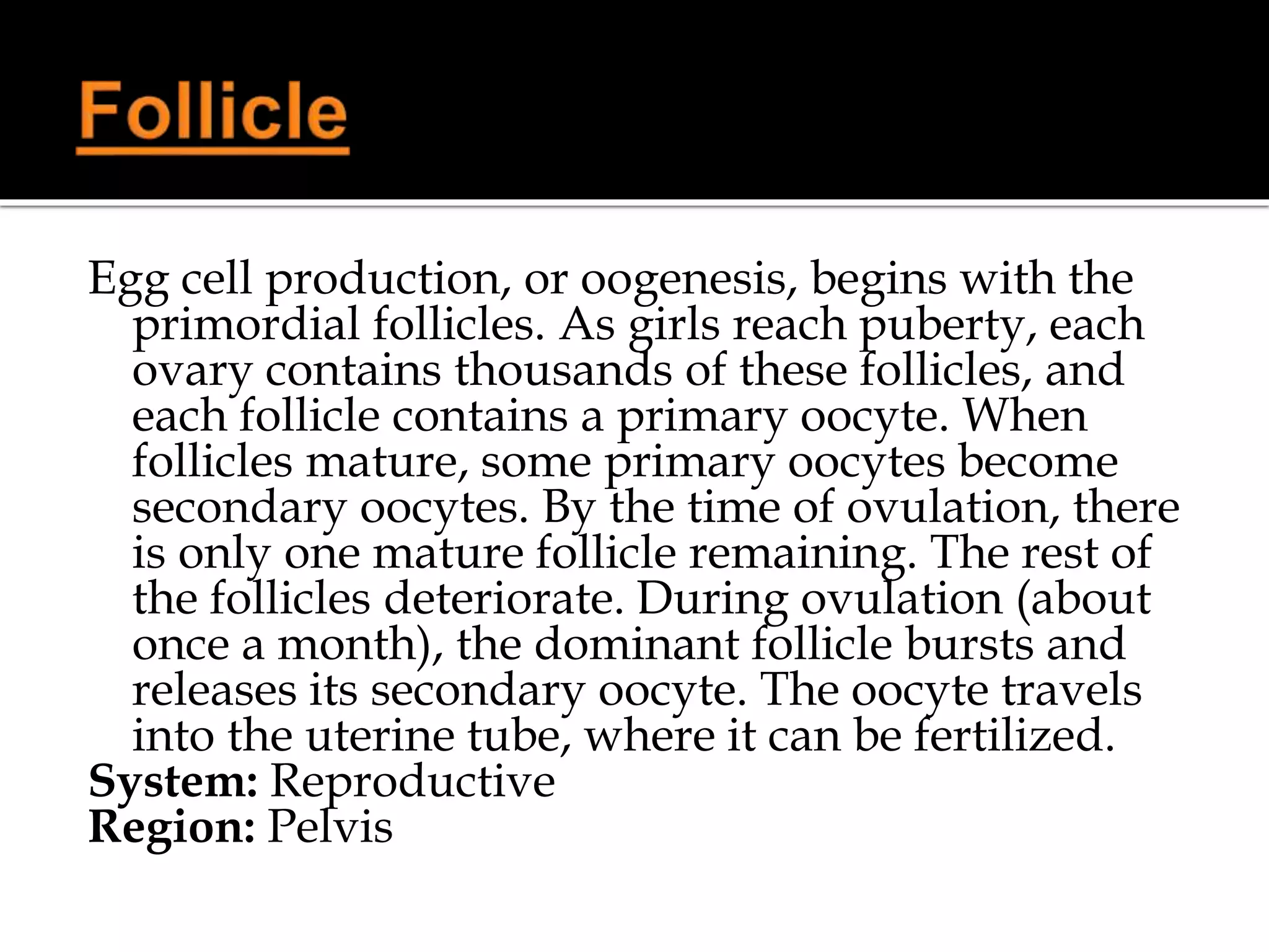 Glossary in Reproductive system | PPT