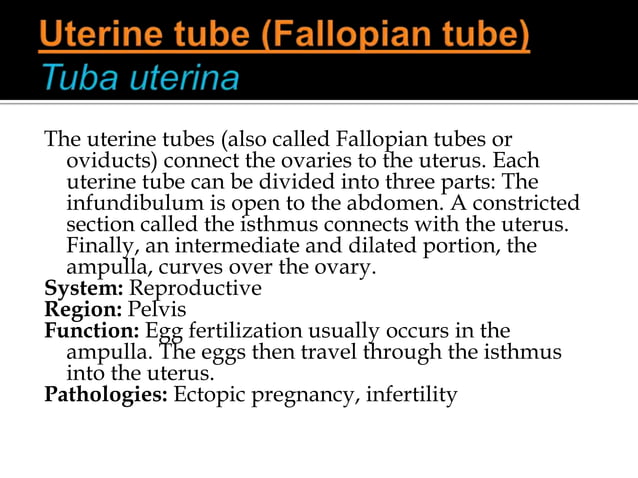 Glossary in Reproductive system | PPT