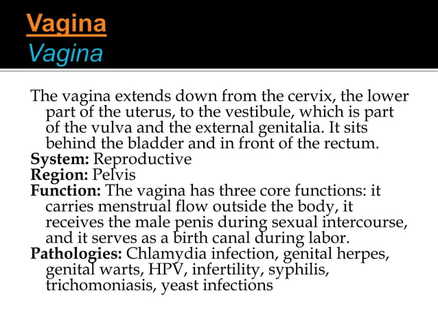 Glossary in Reproductive system | PPT