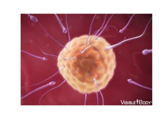 Glossary in Reproductive system | PPT