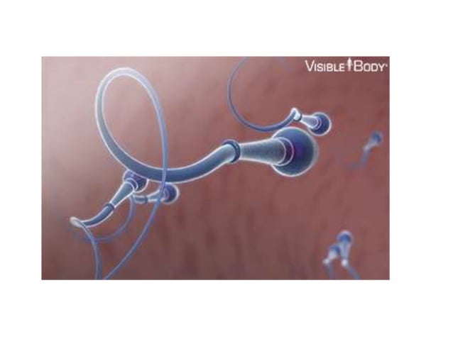 Glossary in Reproductive system | PPT