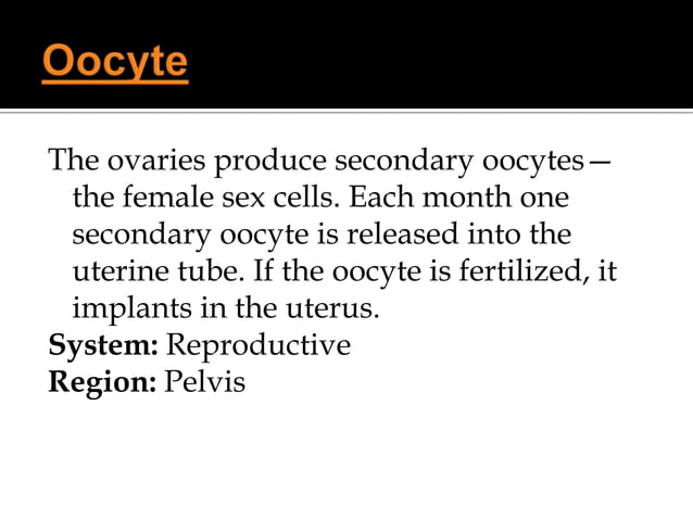 Glossary in Reproductive system | PPT