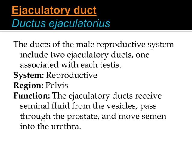 Glossary in Reproductive system | PPT