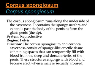 Glossary in Reproductive system | PPT