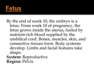 Glossary in Reproductive system | PPT