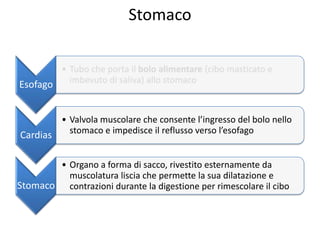 Glossario apparato digerente | PPTX