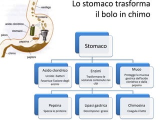 Glossario apparato digerente | PPTX
