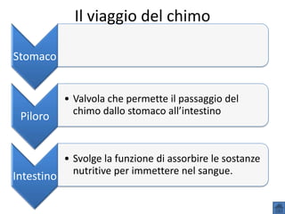 Glossario apparato digerente | PPTX