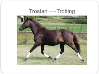 Horse Riding Glossary | PPT