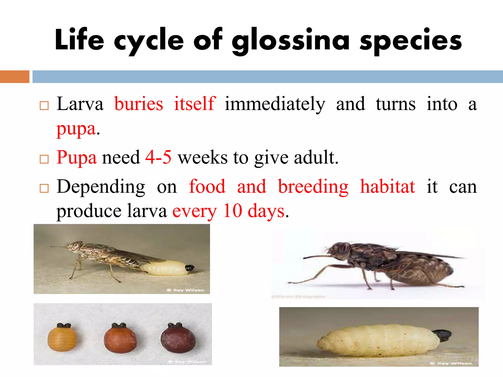 Glossina - tsetse fly | PPTX