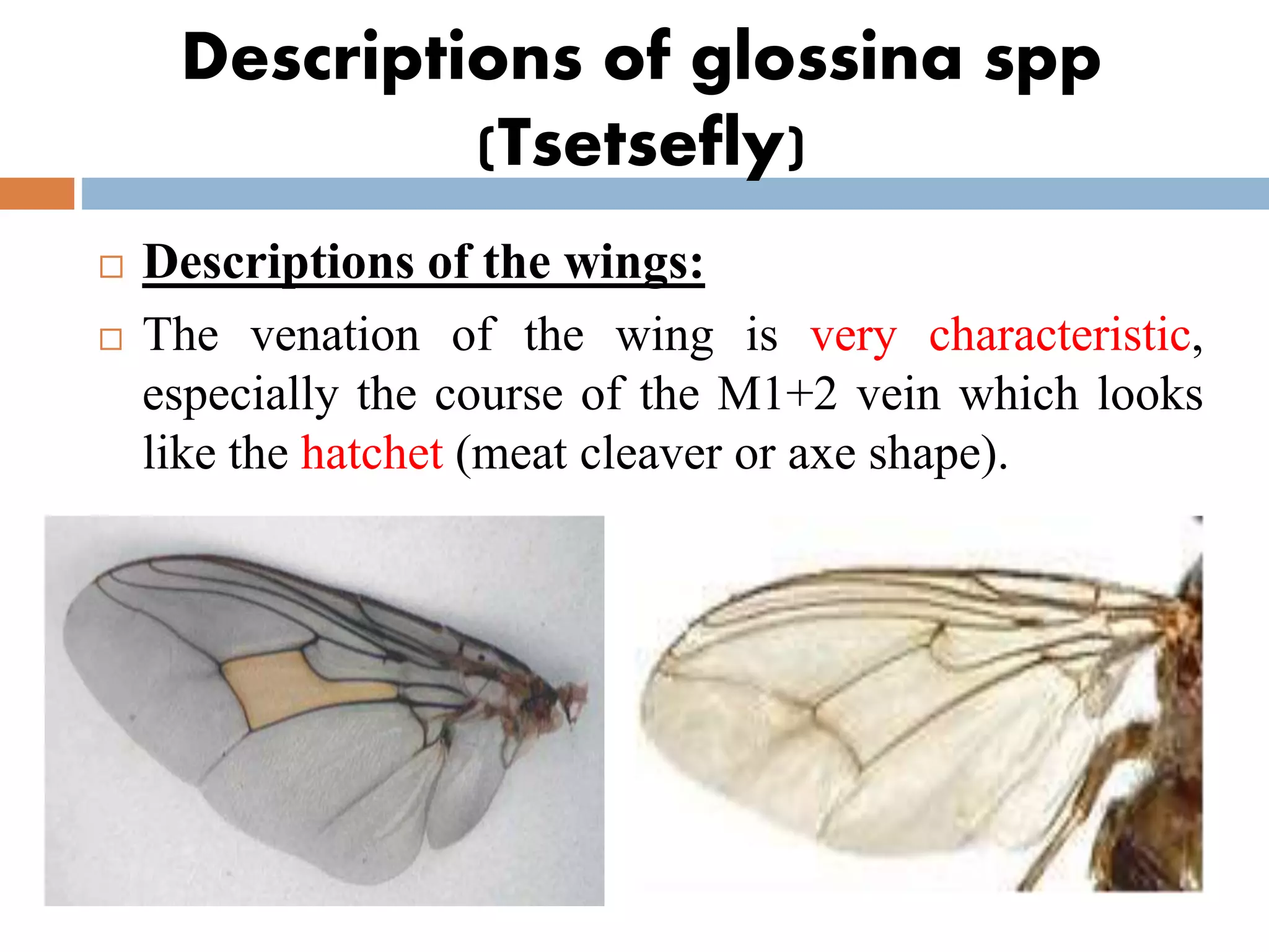 Glossina - tsetse fly | PPTX