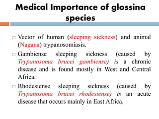 Glossina - tsetse fly | PPTX