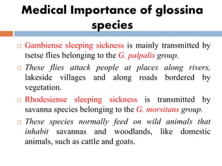 Glossina - tsetse fly | PPTX