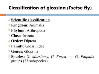 Glossina - tsetse fly | PPTX