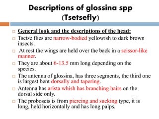 Glossina - tsetse fly | PPTX