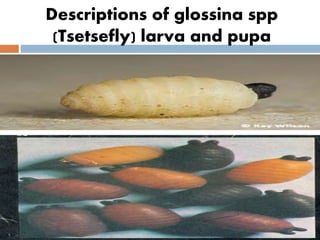 Glossina - tsetse fly | PPTX