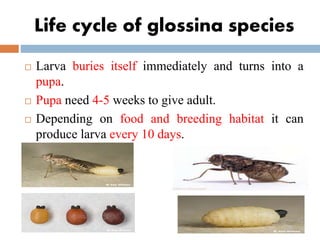 Tsetse Fly Life Cycle