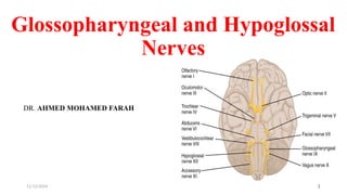 Glossopharyngeal and Hypoglossal Nerve.pptx | Ear, Nose and Throat ...