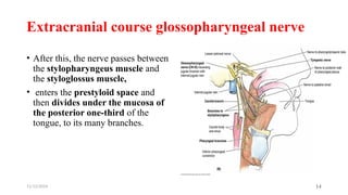 Glossopharyngeal and Hypoglossal Nerve.pptx