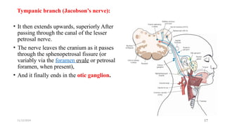 Glossopharyngeal and Hypoglossal Nerve.pptx