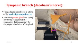 Glossopharyngeal and Hypoglossal Nerve.pptx | Ear, Nose and Throat ...