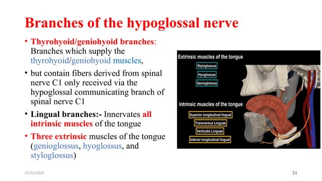 Glossopharyngeal and Hypoglossal Nerve.pptx | Ear, Nose and Throat ...