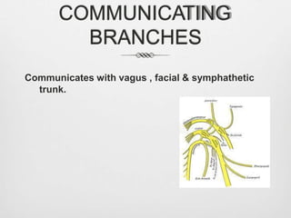 glossopharyngealnerve-170429133151.pptx