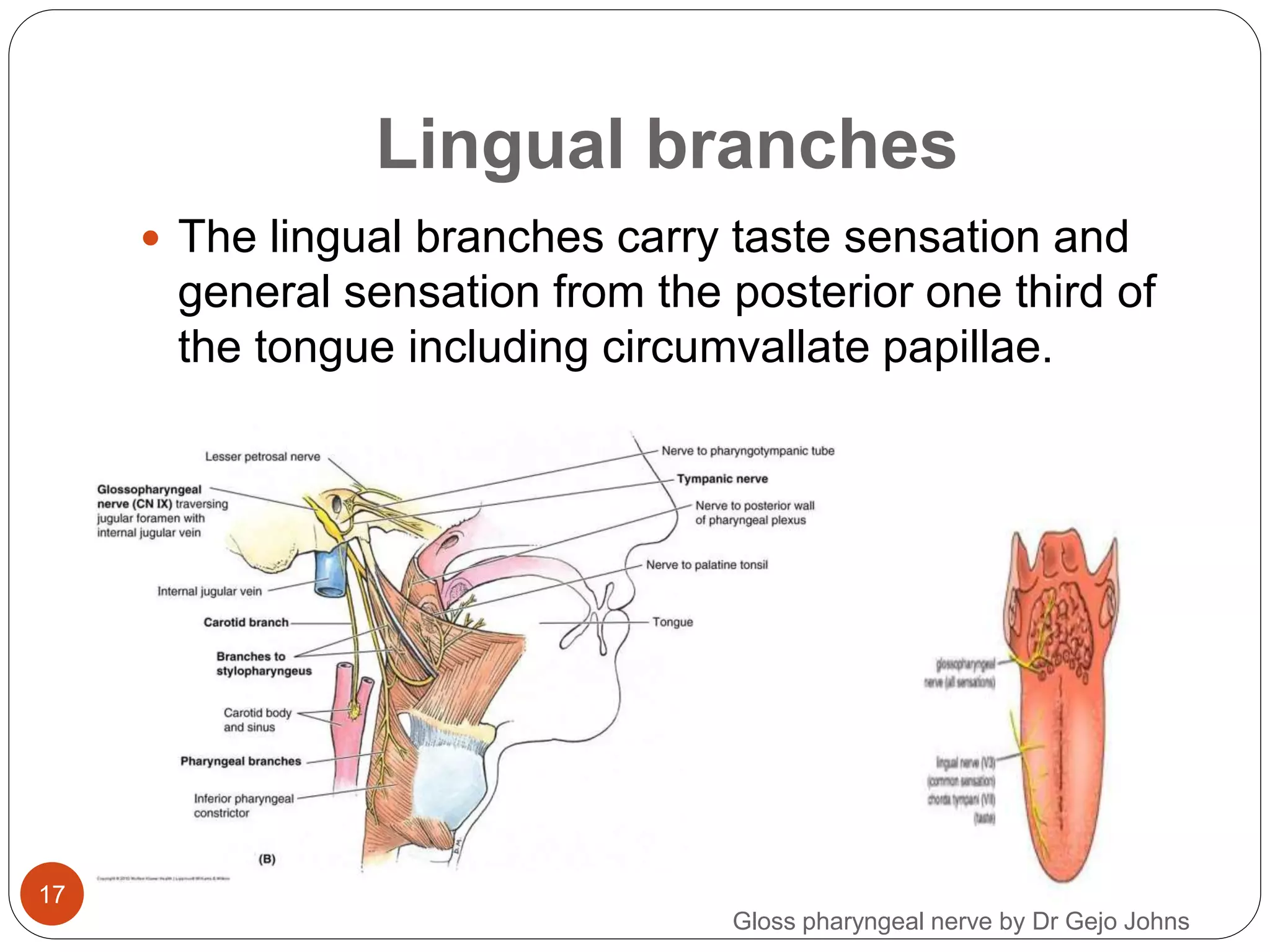 Glossopharyngeal nerve | PPTX