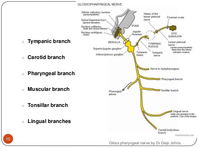 Glossopharyngeal nerve
