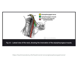 Stylopharyngeus Glossopharyngeal Nerve