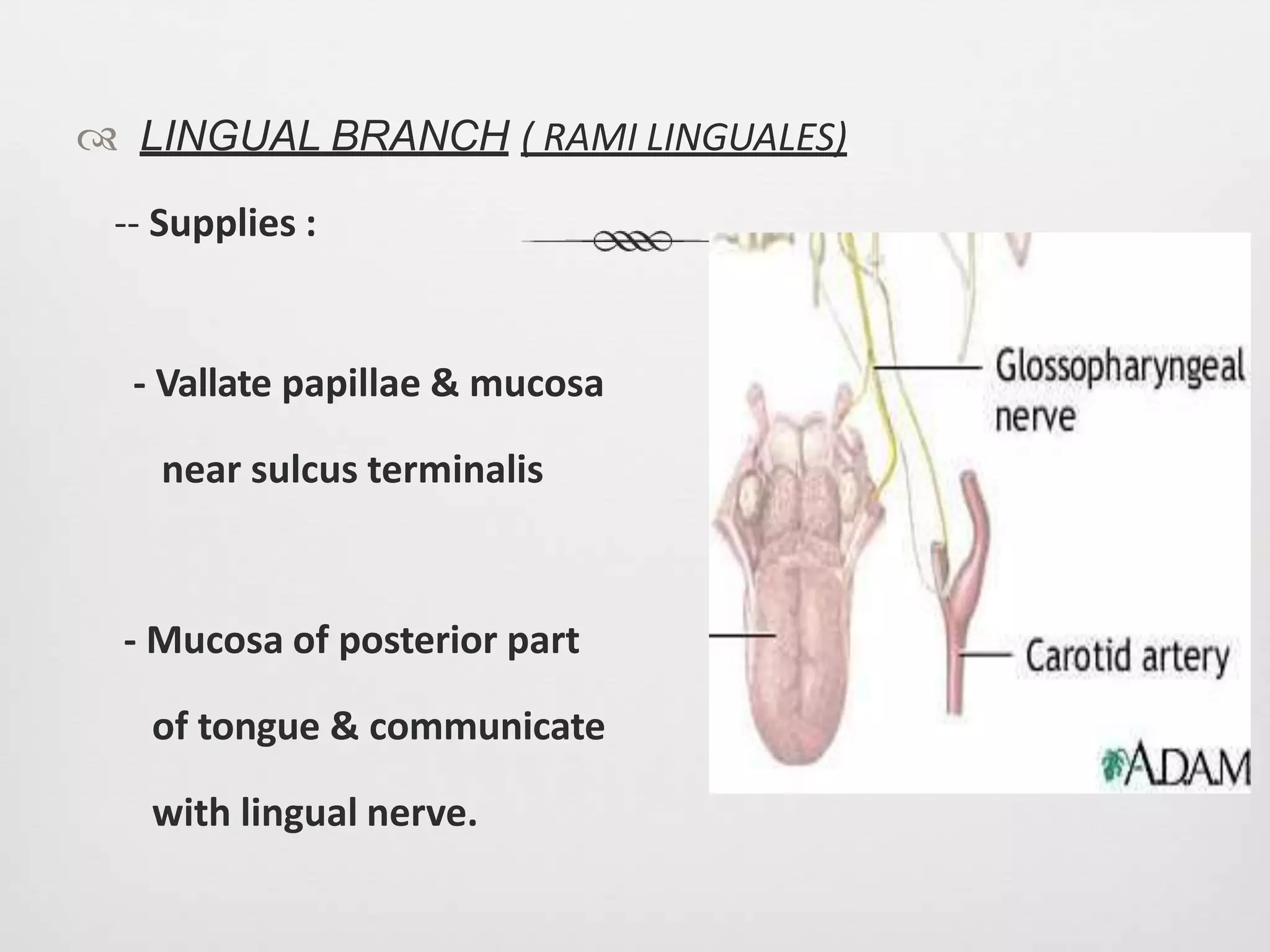 glossopharyngeal Nerve.pptx