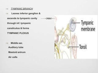 glossopharyngeal Nerve.pptx