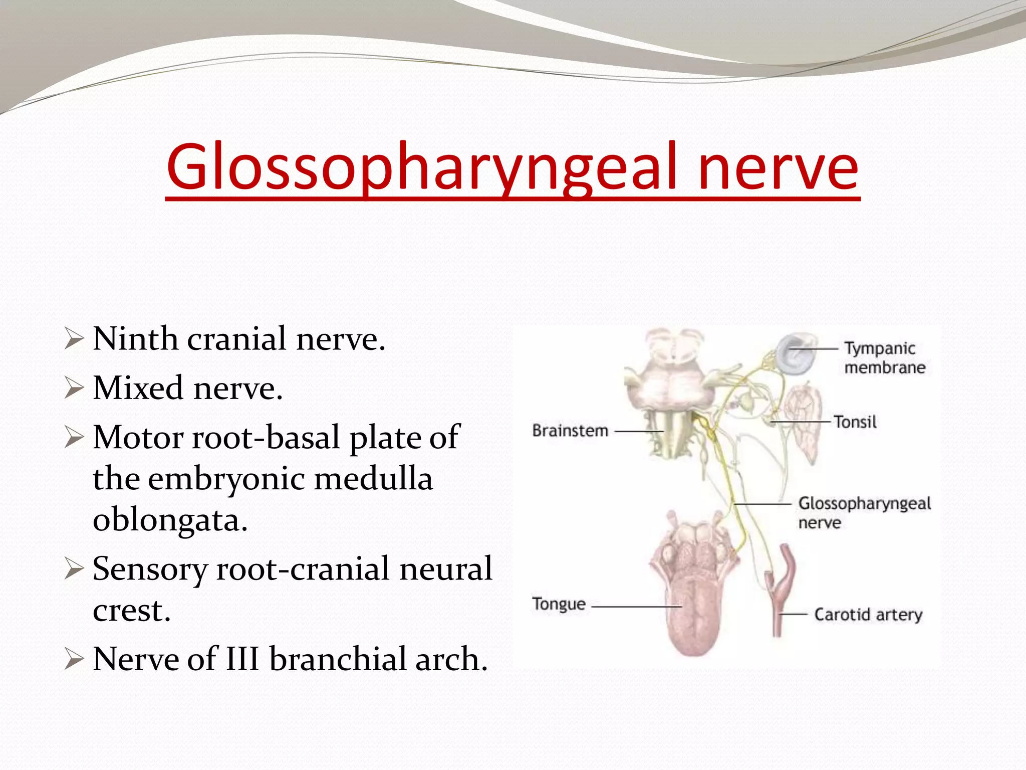 Glossopharyngeal nerve & its pathology ppt | PPTX