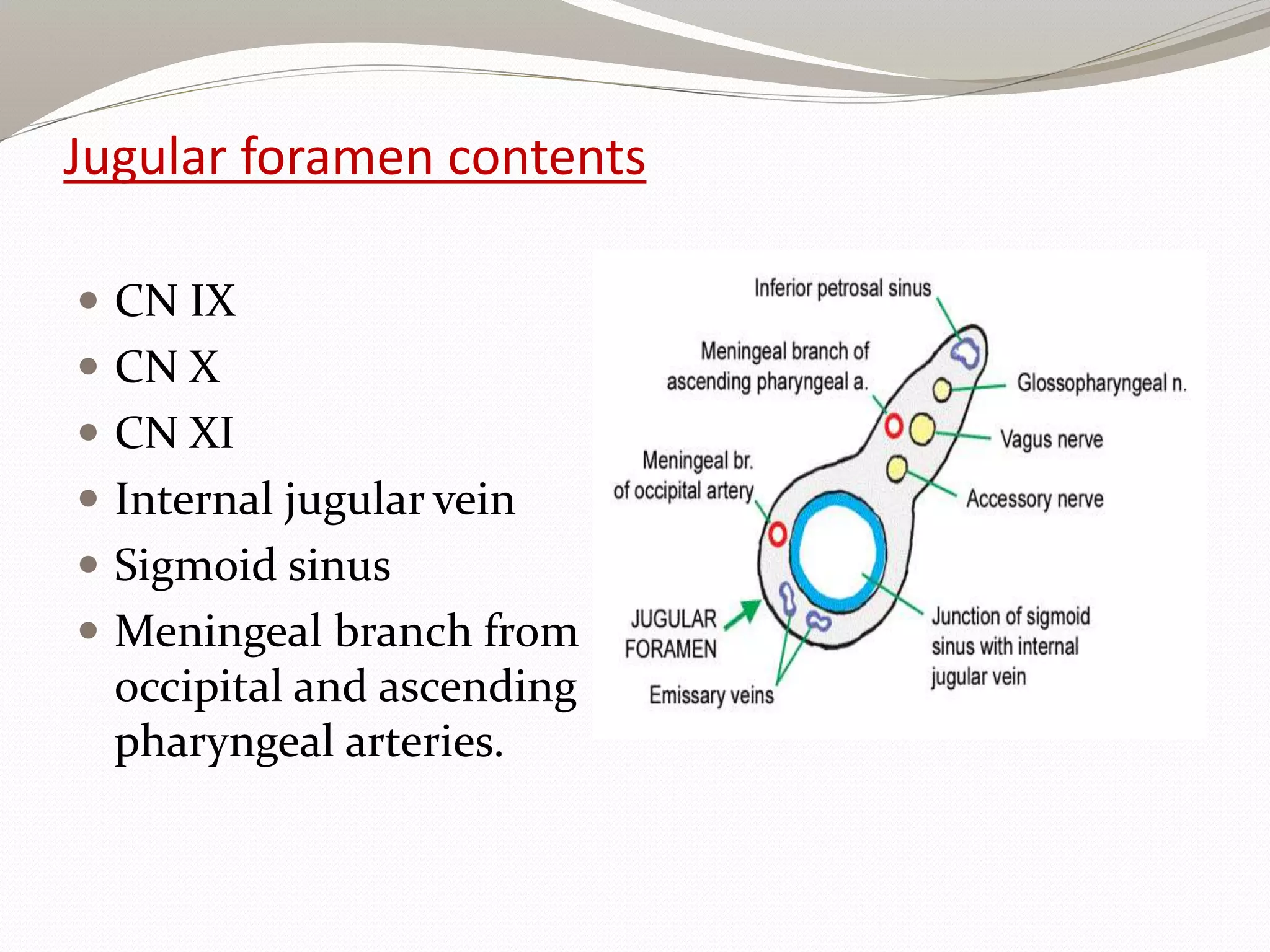 Glossopharyngeal nerve & its pathology ppt | PPTX