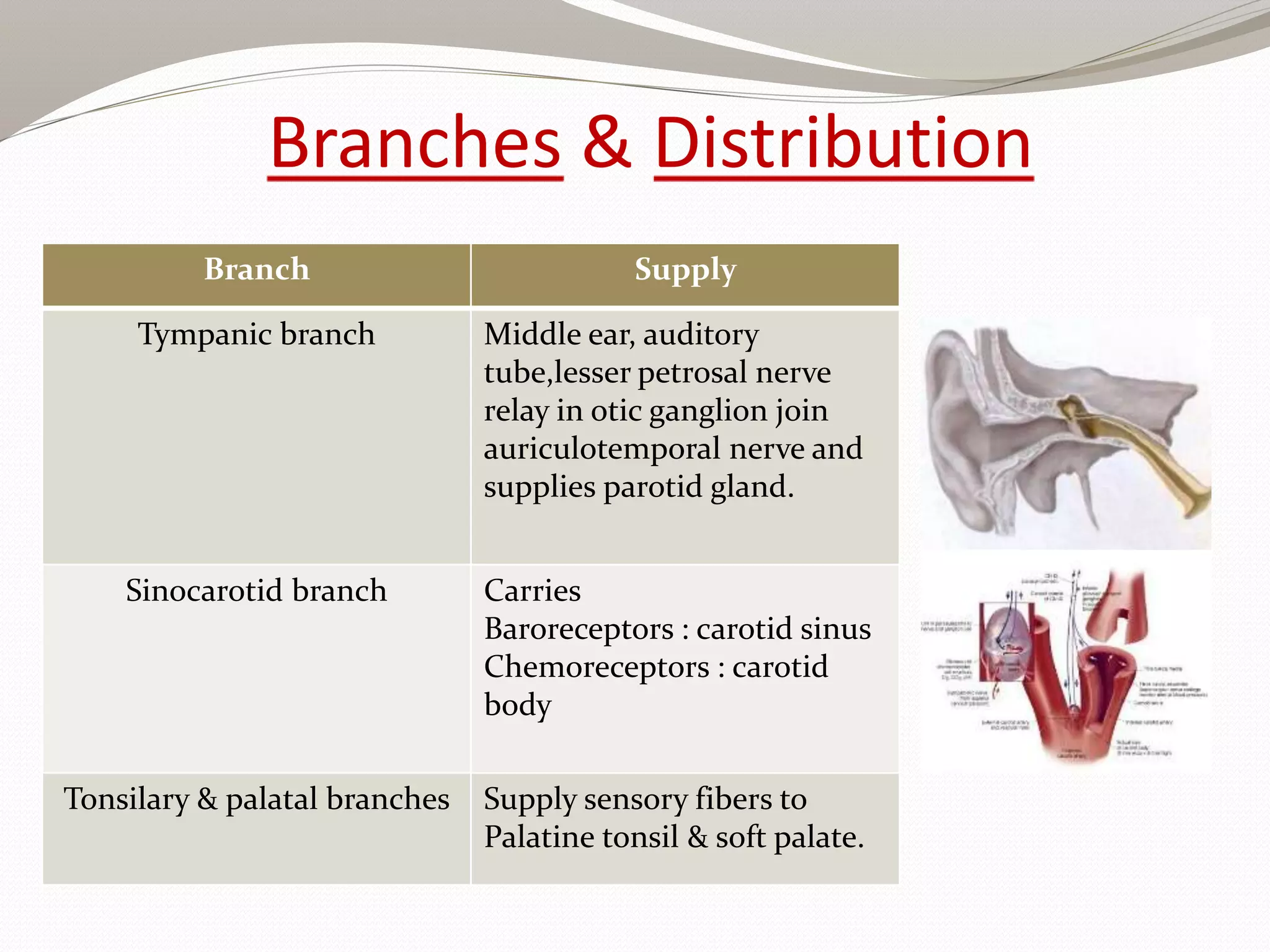 Glossopharyngeal nerve & its pathology ppt | PPTX