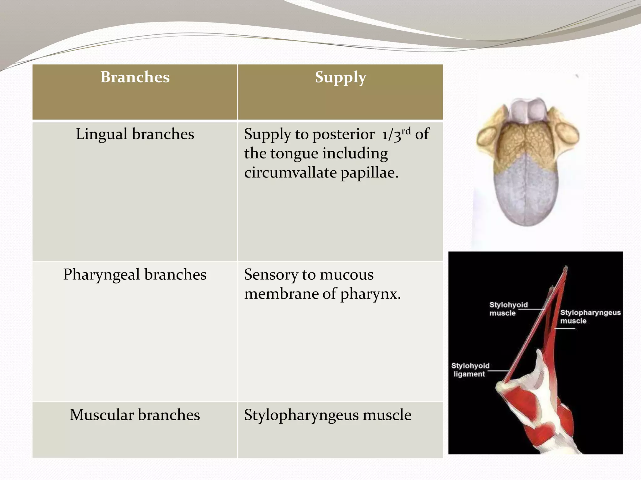 Glossopharyngeal nerve & its pathology ppt | PPTX