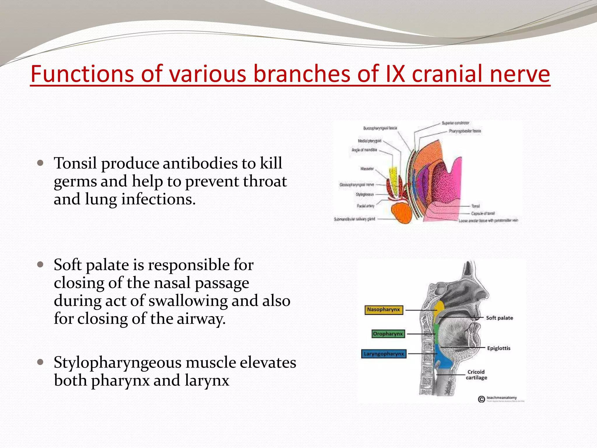 Glossopharyngeal nerve & its pathology ppt | PPTX