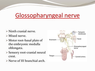 Glossopharyngeal nerve & its pathology ppt | PPTX